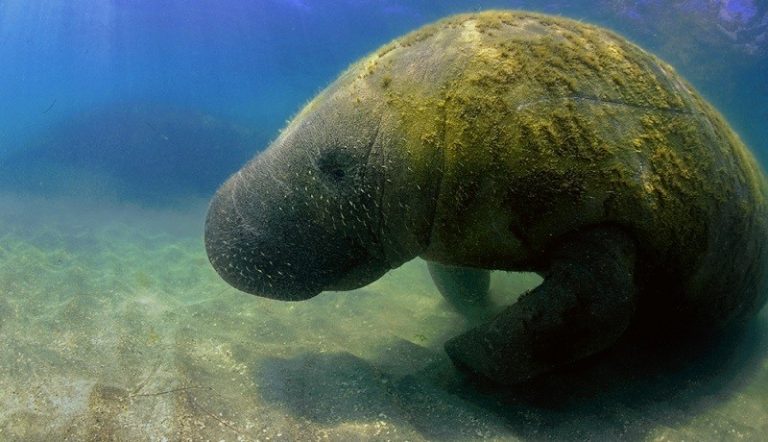 Peixe-boi-marinho: características, curiosidades, reprodução ...