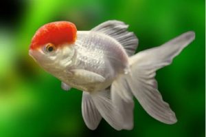 Kinguio peixe: origem, tipos, características, reprodução, alimentação ...