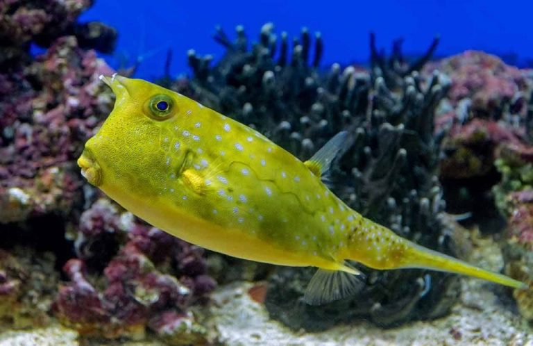 Peixe vaca: tipos, características, reprodução, alimentação, habitat e ...