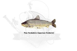 6 Tipos de piau: origem, características, informações e muito mais