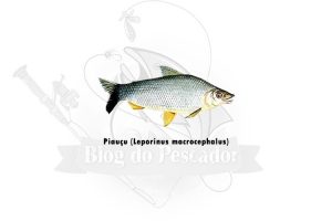 6 Tipos de piau: origem, características, informações e muito mais