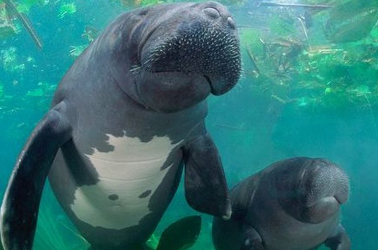 Peixe-boi-da-amazônia: tipos, características, curiosidades, reprodução ...