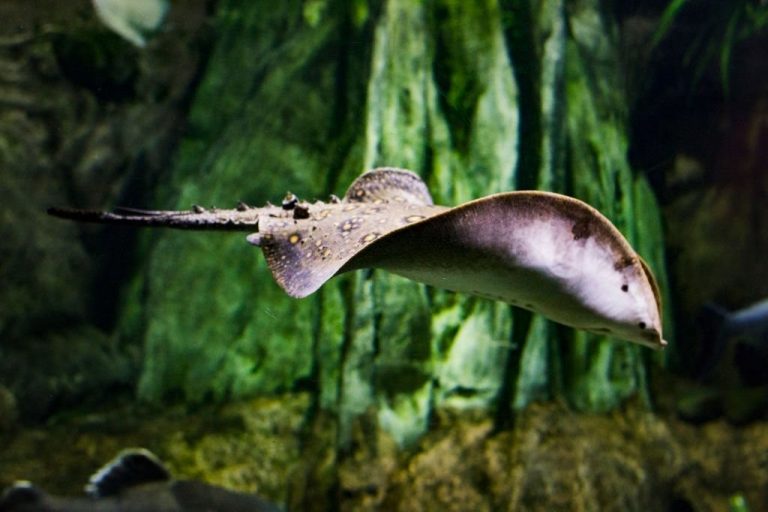 Arraia de fogo peixe: características, alimentação, habitat e dicas