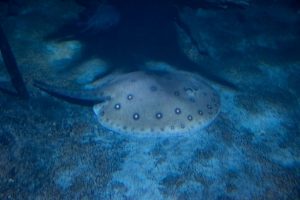 Arraia de fogo peixe: características, alimentação, habitat e dicas