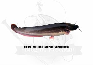 10 Tipos de peixes bagres do rio: características e informações