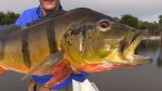 Tucunaré açu peixe: características, reprodução, alimentação, habitat e ...