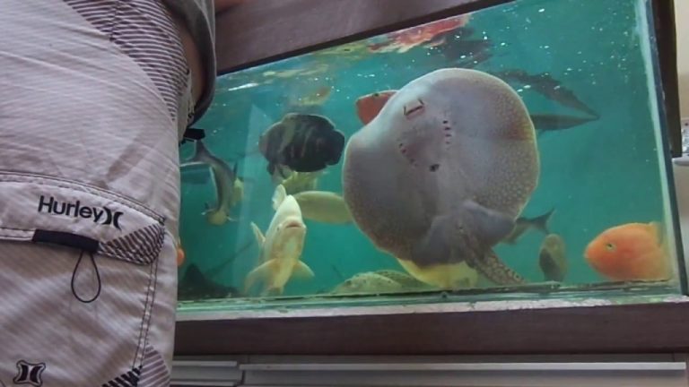 8 Tipos de arraias do rio: características, informações e muito mais