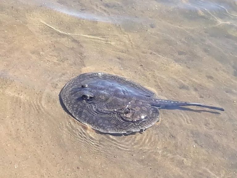 8 Tipos de arraias do rio: características, informações e muito mais