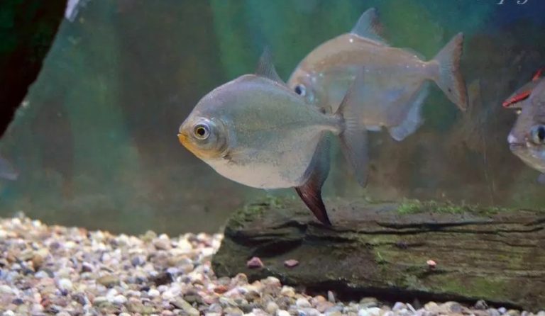 Pacu branco peixe: características, alimentação, reprodução e onde ...