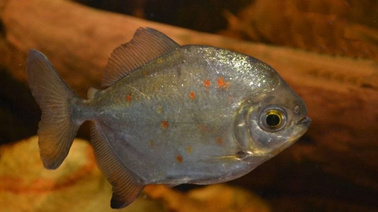 Pacu branco peixe: características, alimentação, reprodução e onde ...