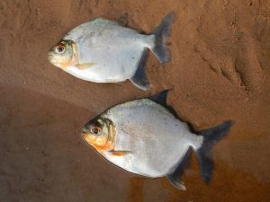Pacu branco peixe: características, alimentação, reprodução e onde ...