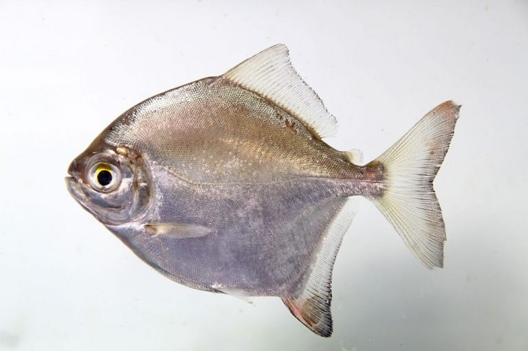 Pacu branco peixe: características, alimentação, reprodução e onde ...