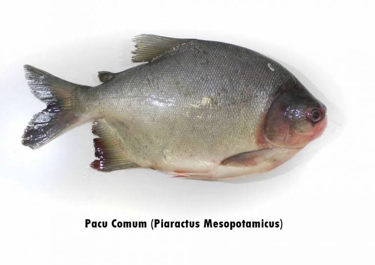 9 Tipos de pacu: alimentação, habitat, tipos de iscas e informações