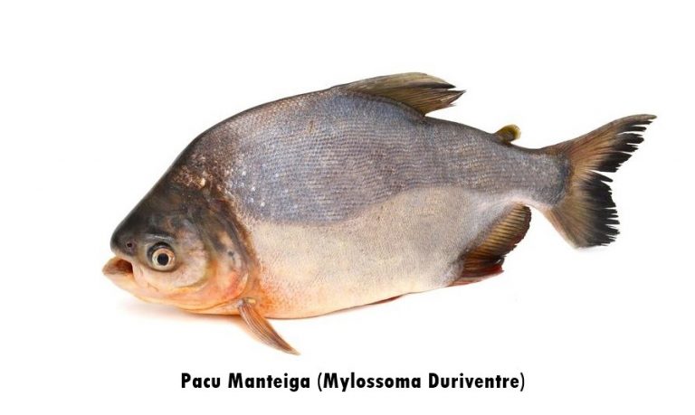 9 Tipos de pacu: alimentação, habitat, tipos de iscas e informações
