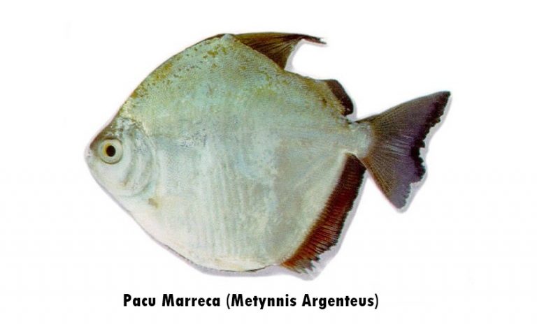 9 Tipos de pacu: alimentação, habitat, tipos de iscas e informações