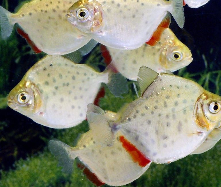 Pacu peva peixe: características, reprodução, alimentação e como criar ...