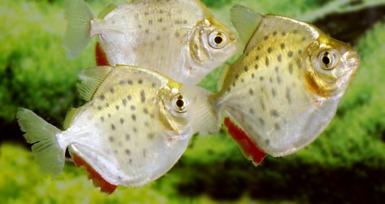 Pacu peva peixe: características, reprodução, alimentação e como criar ...