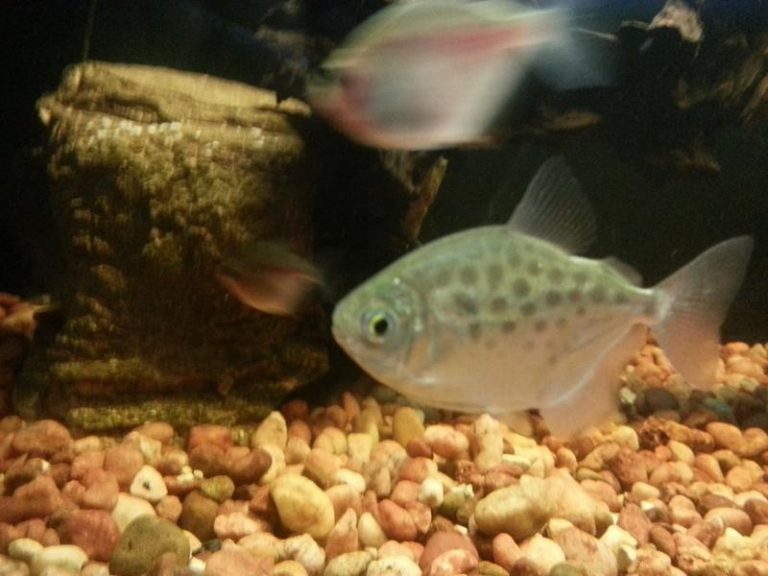 Pacu peva peixe: características, reprodução, alimentação e como criar ...