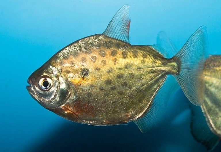 Pacu peva peixe: características, reprodução, alimentação e como criar ...