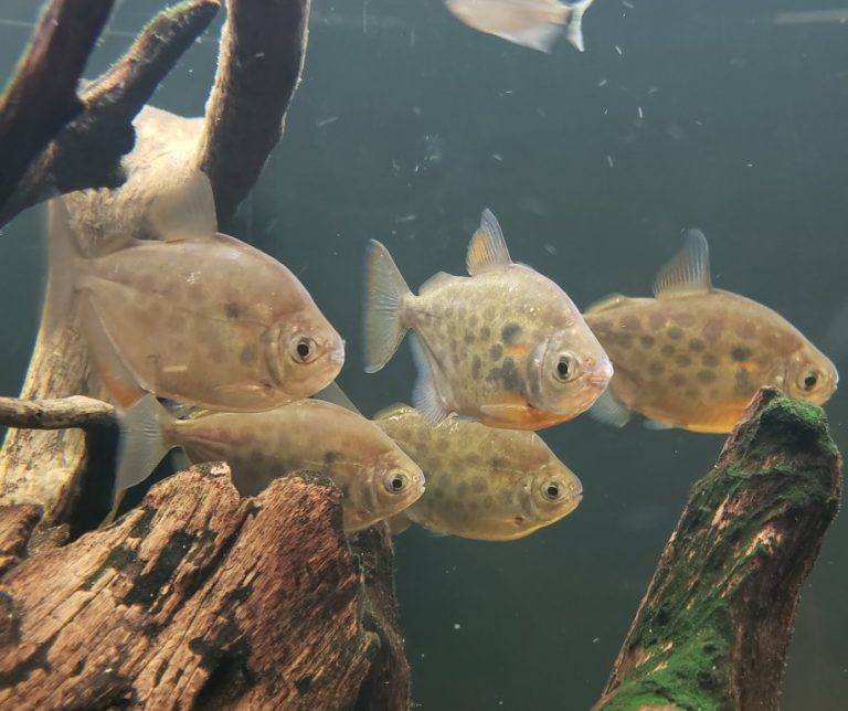 Pacu peva peixe: características, reprodução, alimentação e como criar ...