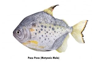 9 Tipos de pacu: alimentação, habitat, tipos de iscas e informações