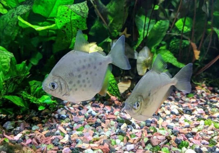 Pacu peva peixe: características, reprodução, alimentação e como criar ...