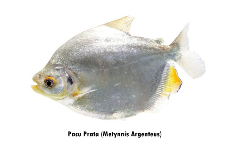 9 Tipos de pacu: alimentação, habitat, tipos de iscas e informações