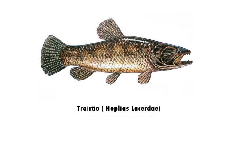 10 Tipos de traíras: alimentação, reprodução, habitat e informações