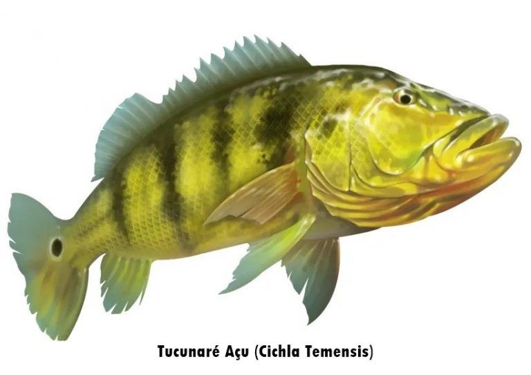 16 Tipos de tucunaré: alimentação, reprodução, habitat e dicas