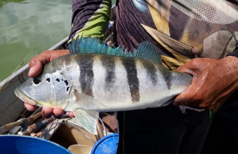 Tucunaré azul: características, reprodução, alimentação e habitat