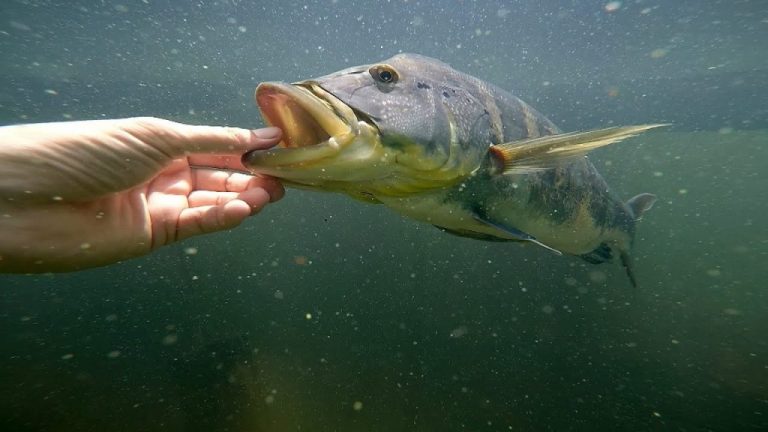 Tucunaré azul: características, reprodução, alimentação e habitat