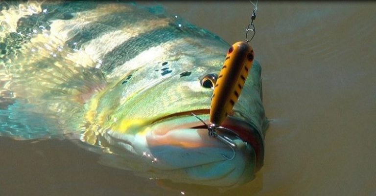 Tucunaré azul: características, reprodução, alimentação e habitat