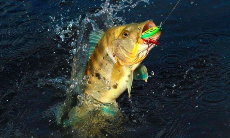 Tucunaré azul: características, reprodução, alimentação e habitat