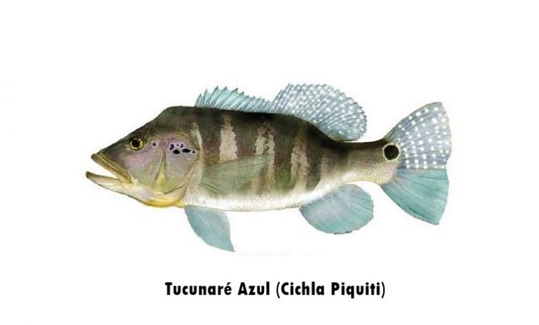 16 Tipos de tucunaré: alimentação, reprodução, habitat e dicas