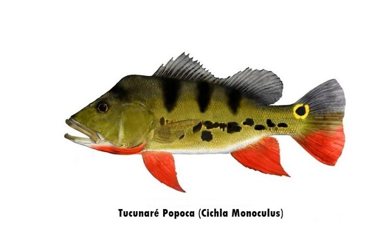 16 Tipos de tucunaré: alimentação, reprodução, habitat e dicas