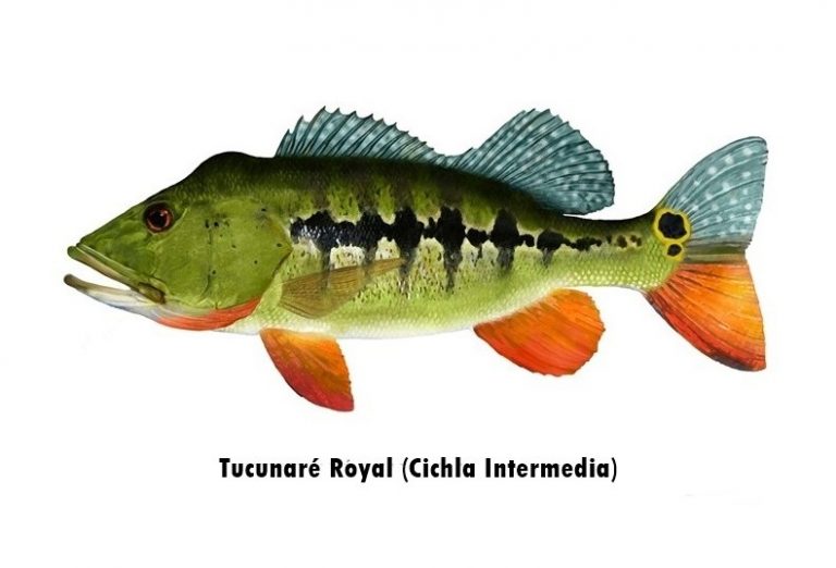 16 Tipos de tucunaré: alimentação, reprodução, habitat e dicas