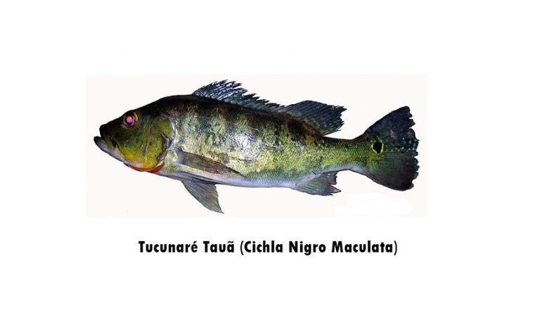 16 Tipos de tucunaré: alimentação, reprodução, habitat e dicas