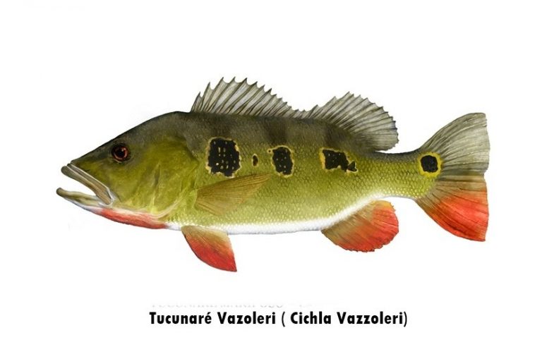 16 Tipos de tucunaré: alimentação, reprodução, habitat e dicas