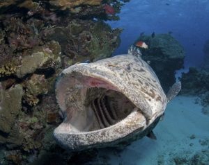 Garoupa gigante: origem, características, alimentação, curiosidades e ...