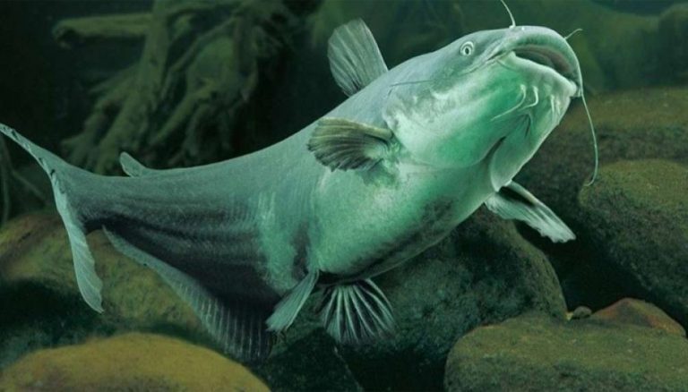 Bagre-americano: origem, características, reprodução, alimentação ...