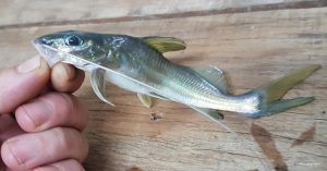 Bagre de bigode longo: características, informações e muito mais | Blog ...