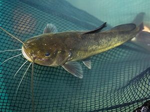 Bagre de bigode longo: características, informações e muito mais | Blog ...