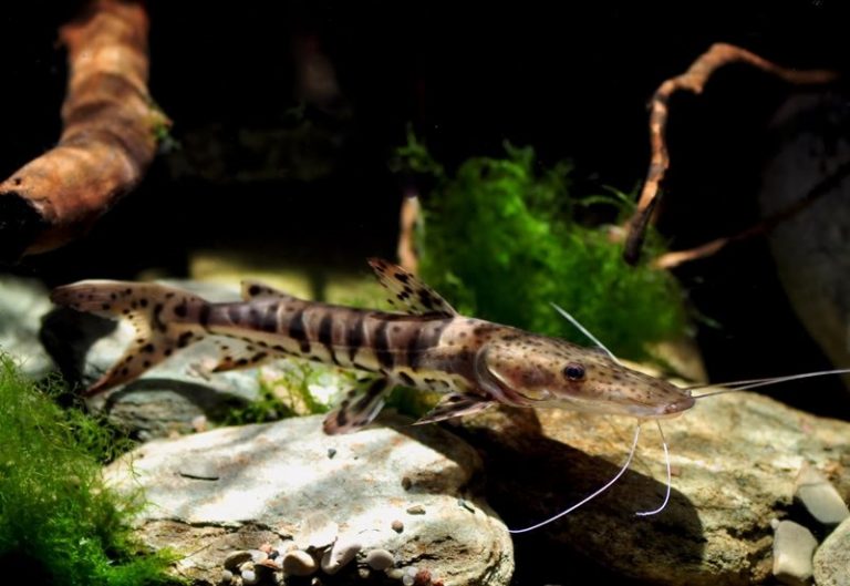 Bagre-rajado: características, reprodução, alimentação, habitat e tipos ...