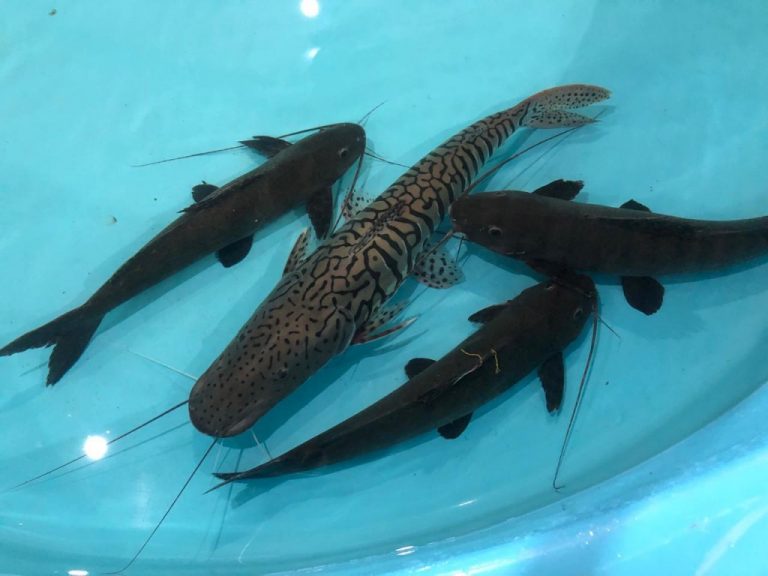 Cachara peixe: características, reprodução, alimentação, habitat e ...