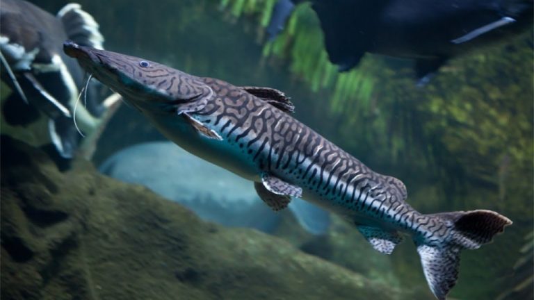 Cachara peixe: características, reprodução, alimentação, habitat e ...