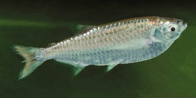 Sardinha do rio: características, reprodução, alimentação e habitat ...