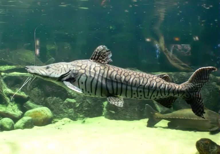 Bagre-rajado: características, reprodução, alimentação, habitat e tipos ...