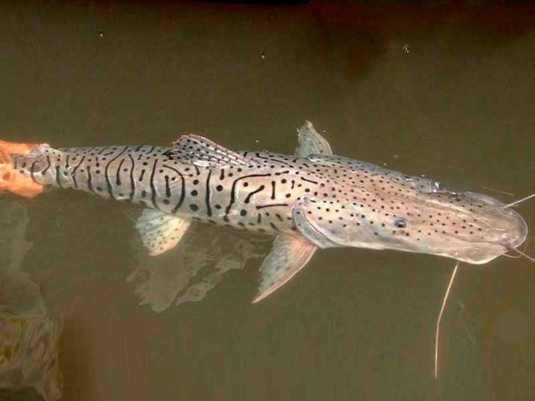 Cachara peixe: características, reprodução, alimentação, habitat e ...