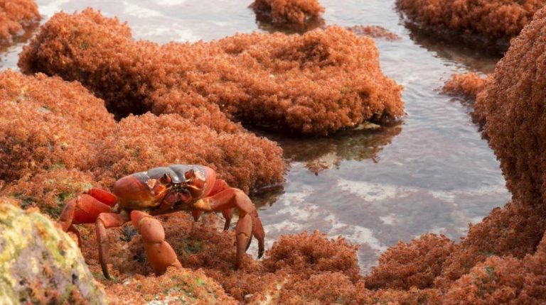 Caranguejo: características, reprodução, alimentação e habitat | Blog ...
