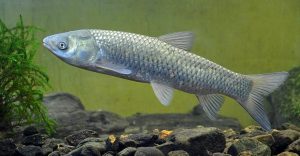 Carpa capim: características, reprodução, alimentação e habitat | Blog ...